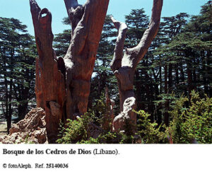 Los cedros de Líbano en la Biblia: una mirada en profundidad